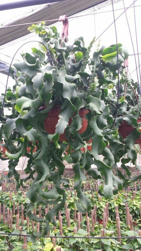 Nueva colección de Cactus Colgantes — Floresfrescasonline