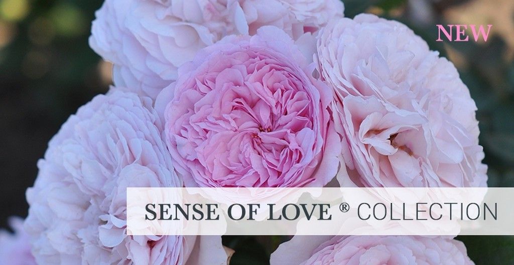 Rosales Sense of Love Aromaterapia — Floresfrescasonline