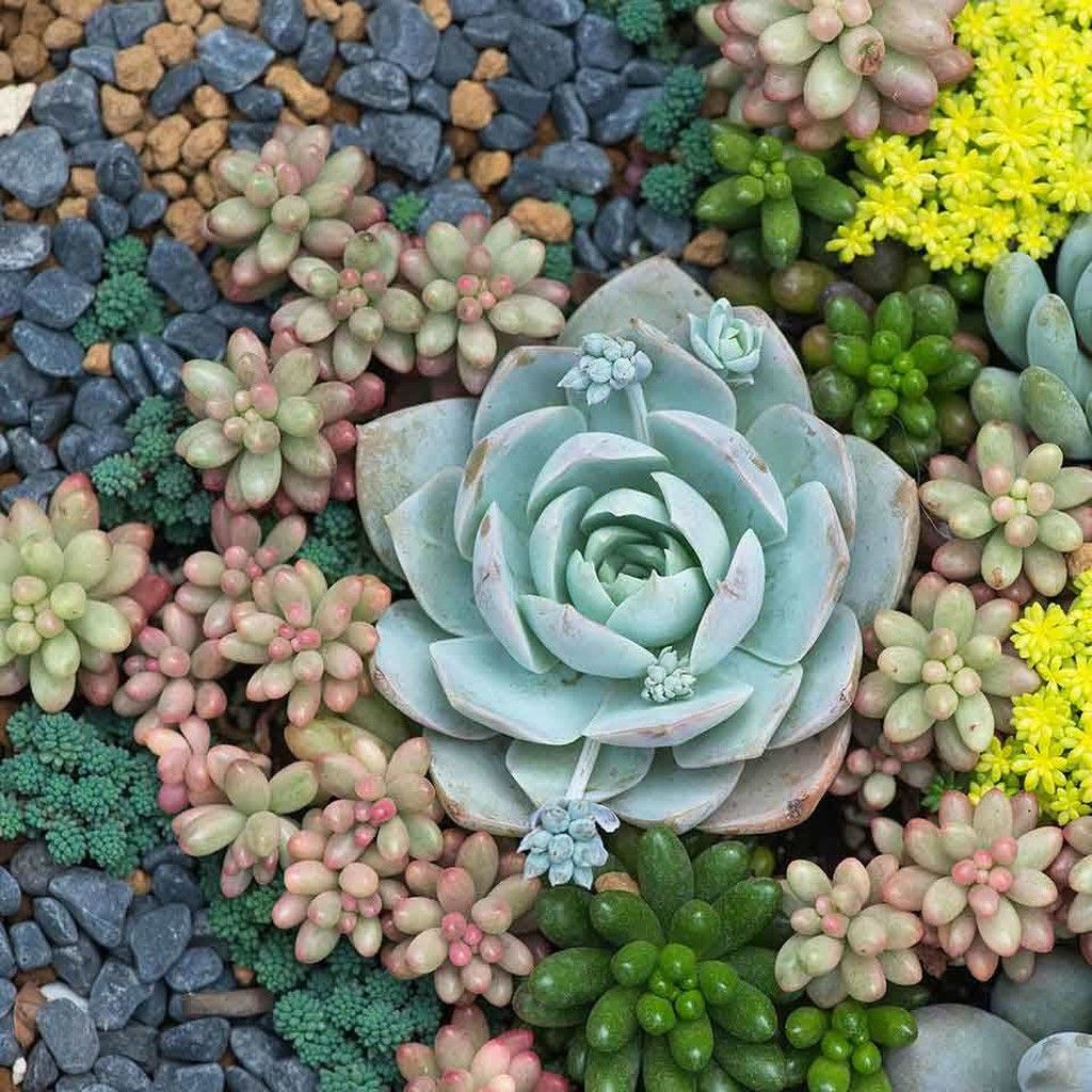 Tipos De Suculentas Felpudas Orquídeas No Apê: Suculentas Peludas