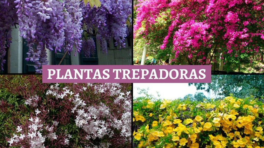 Plantas Trepadoras De Bajo Mantenimiento Plantas Trepadoras Para