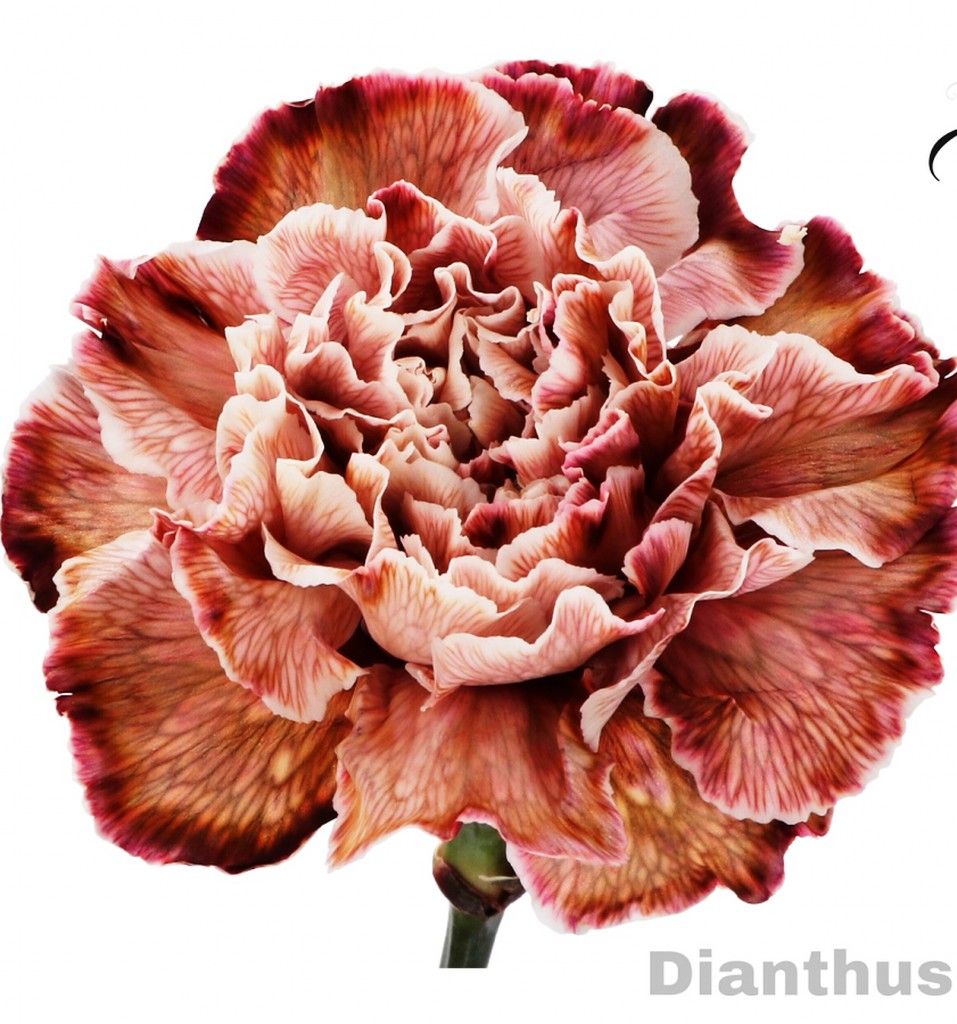 VIP Tinted Flowers — Floresfrescasonline