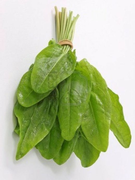 Acedera Rumex Acetosa — Floresfrescasonline