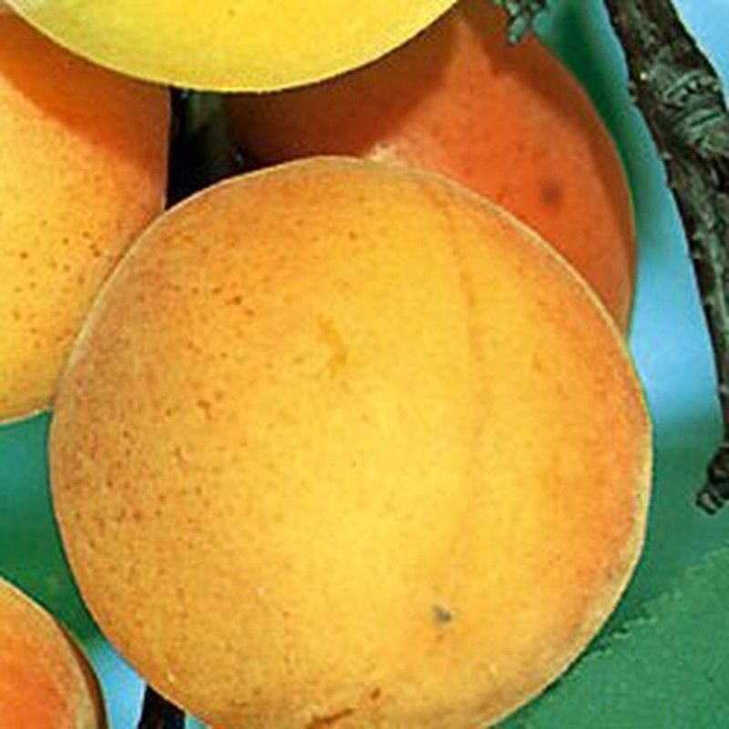 Damasco Corbato — Flores Frescas Online