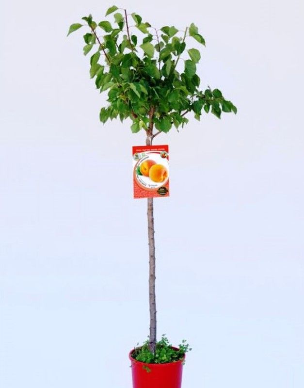 Albaricoqueros Corbato — Floresfrescasonline