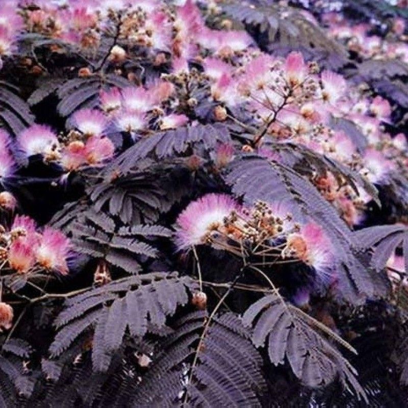 Albizia Julibrissin Acácia de Constantinopla — Flores Frescas Online