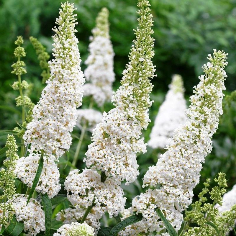 Árvore borboleta Buddleja Davidii, arbusto borboleta Buddleia Budleia ...