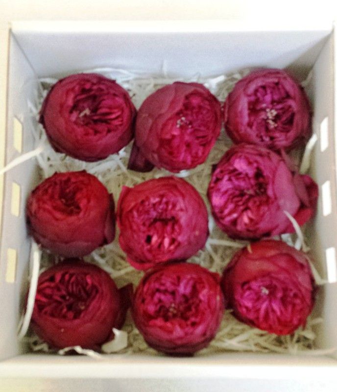 Caps de Roses Austin Preservats 3 u. Roses Preservades — Flors Catalunya