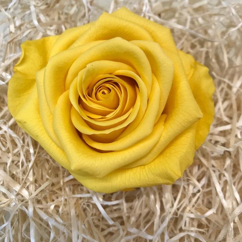 Caps de Roses Preservats XL Roses Preservats — Flors Catalunya