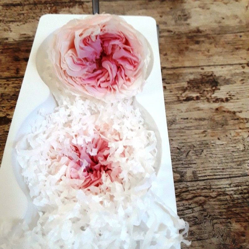 Caps Roses Anglesos preservats G 3 uts. Roses Preservades — Flors Catalunya