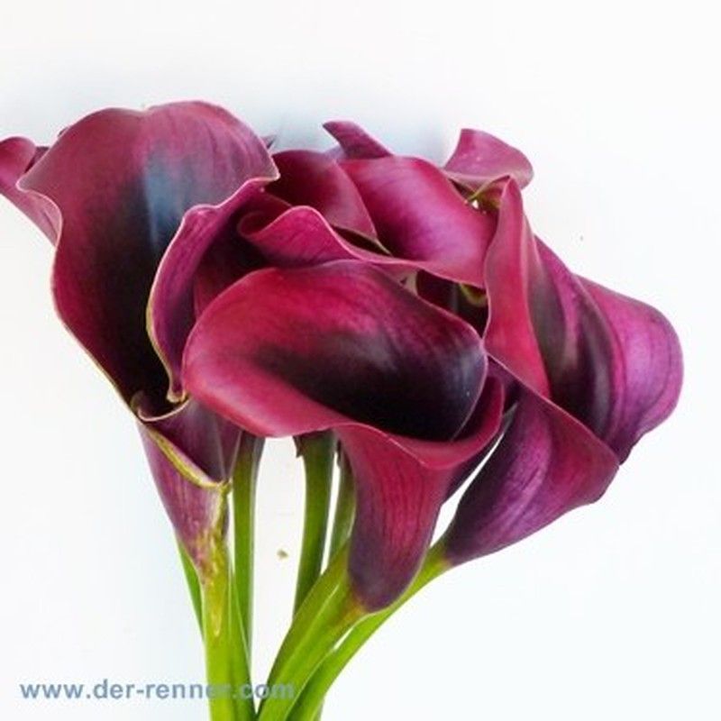Callas Captain Promise Callas a la Carta — Floresfrescasonline