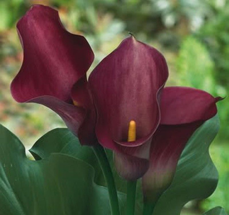 Callas Captain Reno Callas a la Carta — Floresfrescasonline