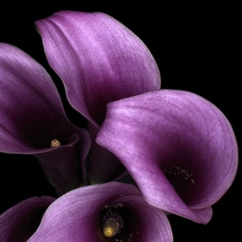 Callas Paco Callas à la Carte — Flores Frescas Online