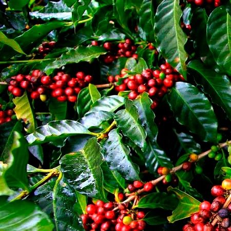 Coffea Arábica — Floresfrescasonline