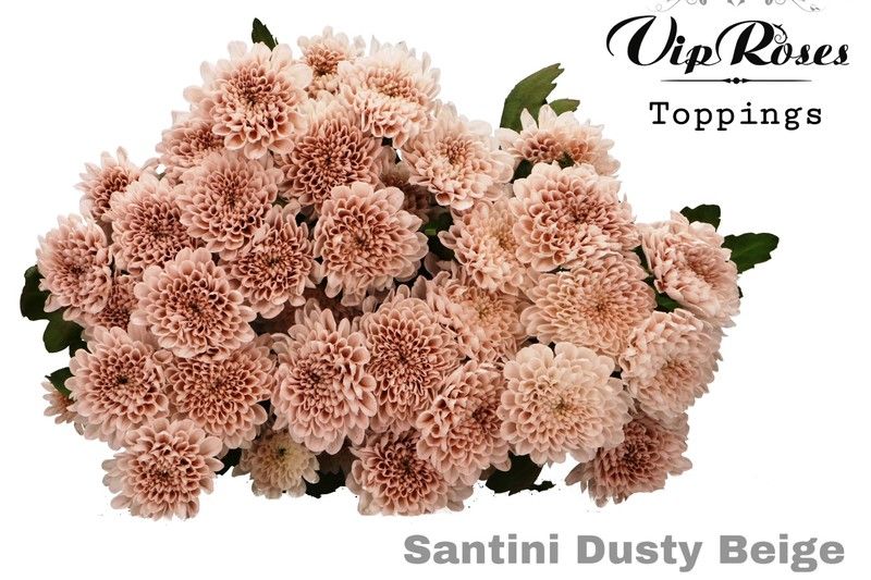 Crisantem VIP Tinted VIP Tinted Flowers — Flors Catalunya