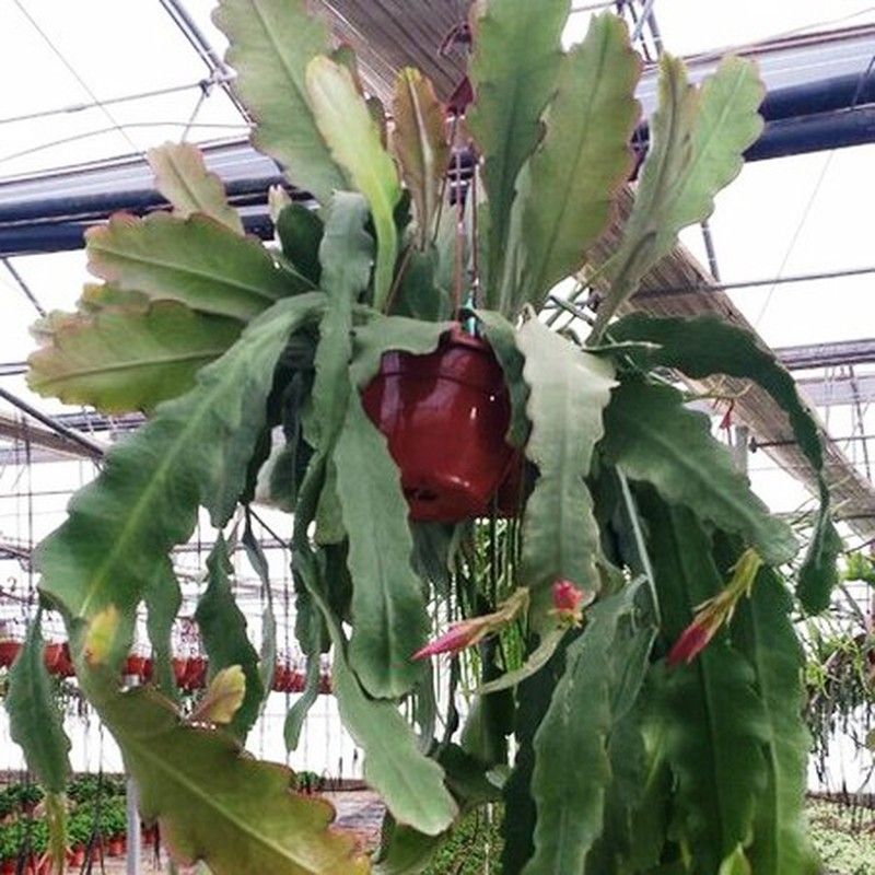 Nueva colección de Cactus Colgantes — Flores Frescas Online