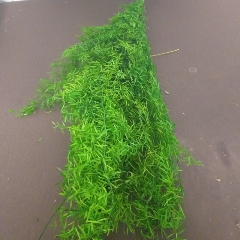 Esparraguera Springeri preservada — Floresfrescasonline