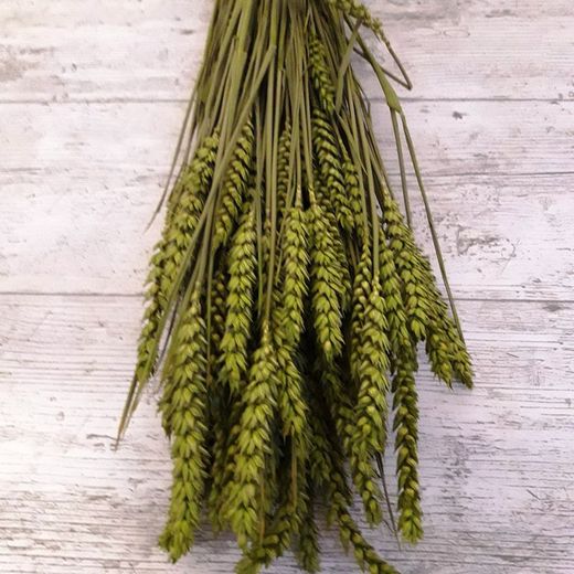 Espigas de Trigo Natural secas 100 espigas Verdes, Espigas, Ramajes y ...