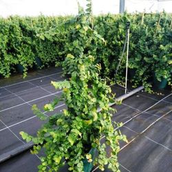 Ficus pumila repens | Cuidados y Decoración con esta Planta Trepadora ...