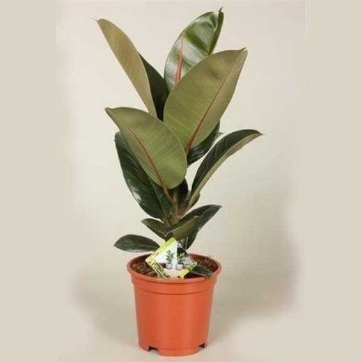 Ficus Robusta Elástica Plantas de Interior Flores Frescas — Floresfrescasonline