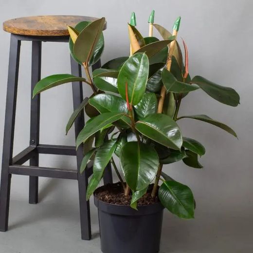 Ficus Robusta Elástica Plantas de Interior Flores Frescas — Floresfrescasonline