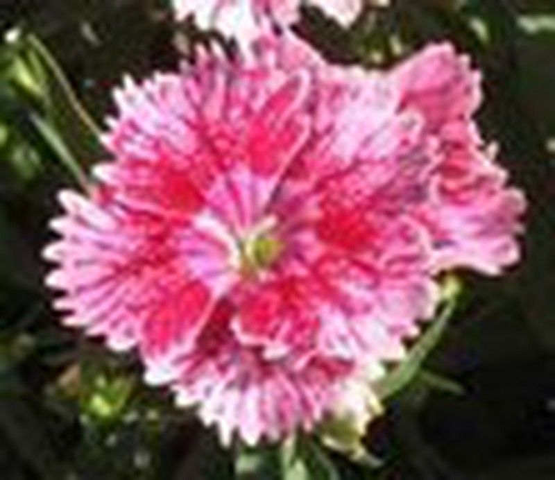 Cravo — Flores Frescas Online