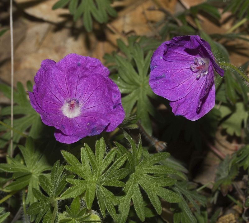 Geranium sanguineum | Geranio de jardín resistente y decorativo ...