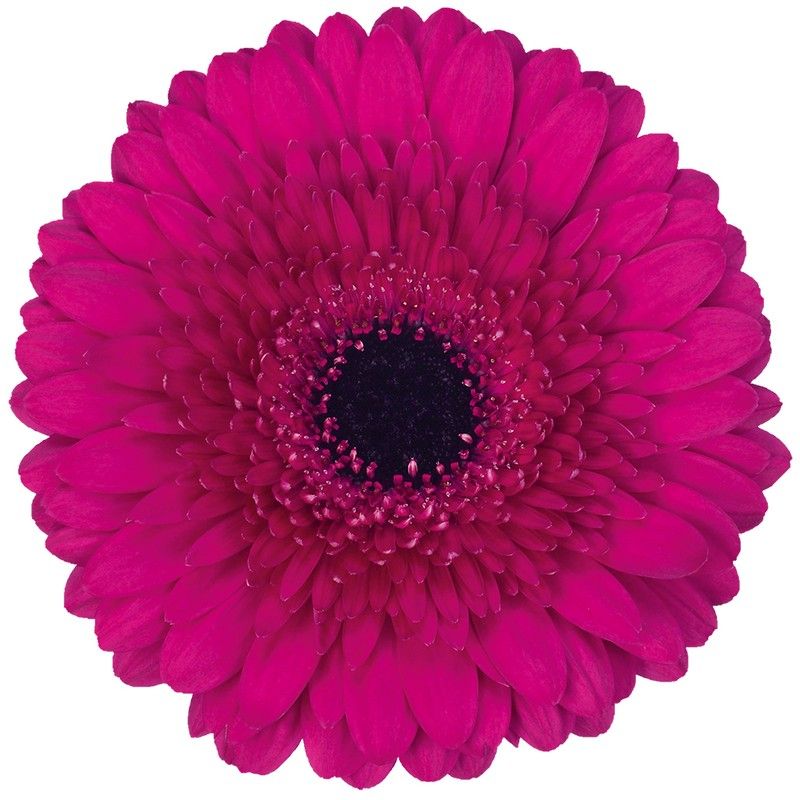 Gerbera Farao gerfar Gerberas a la Carte Flores Frescas — Flores ...