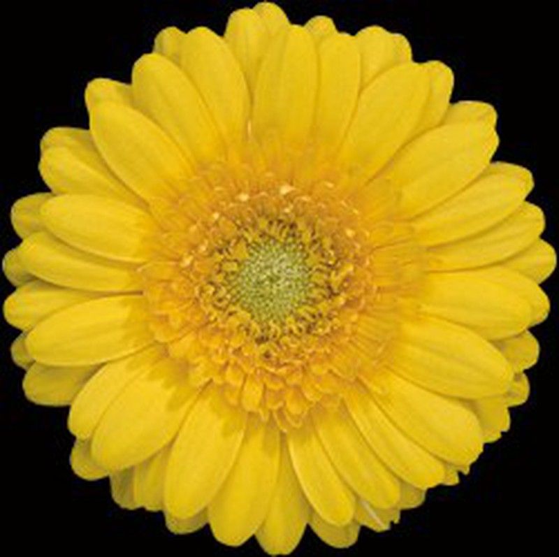 Gerbera Mini Banana — Flors Catalunya