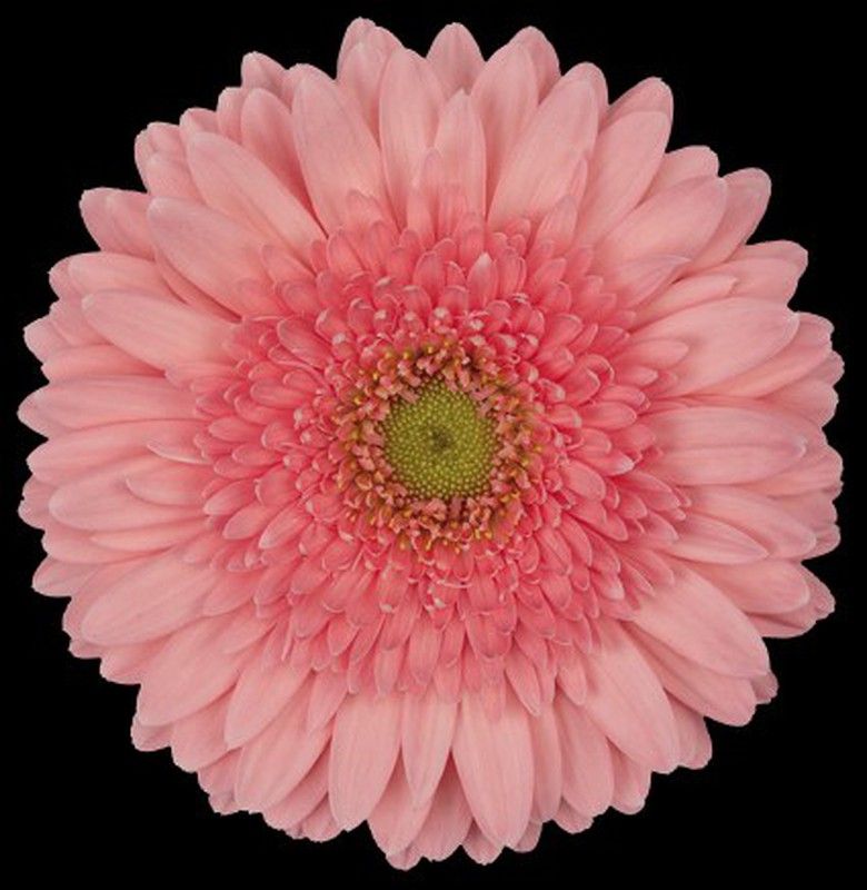 Gerbera Pink Power — Floresfrescasonline
