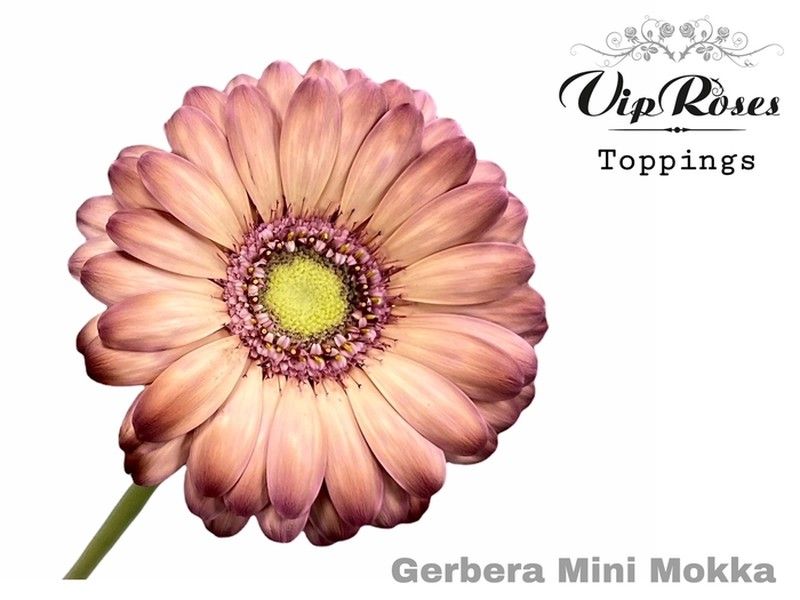 Mini VIP Gerberas Coloridas 20 Hastes VIP Flores Coloridas — Flores ...