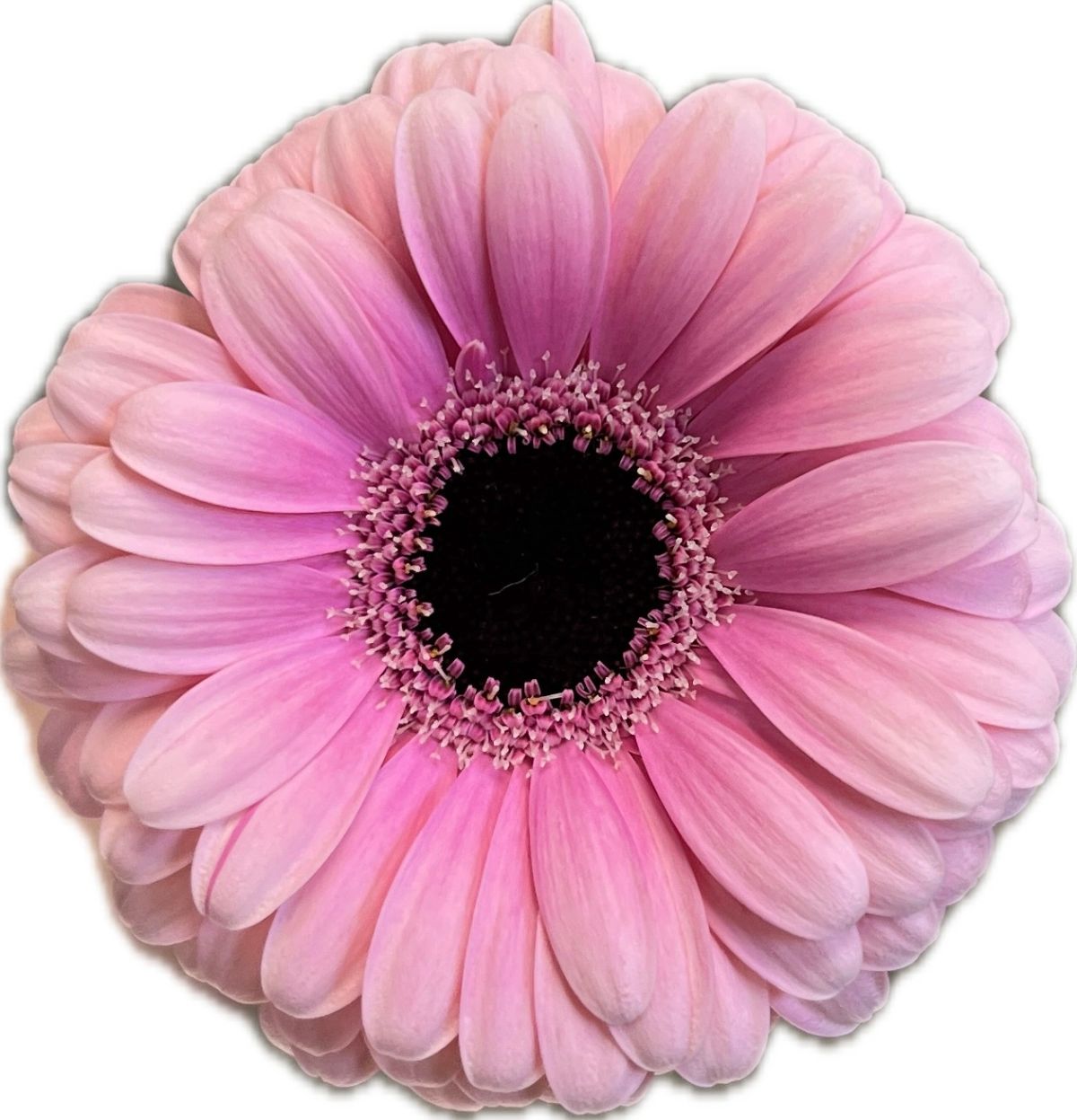 Germini Esmee 10 tallos — Floresfrescasonline