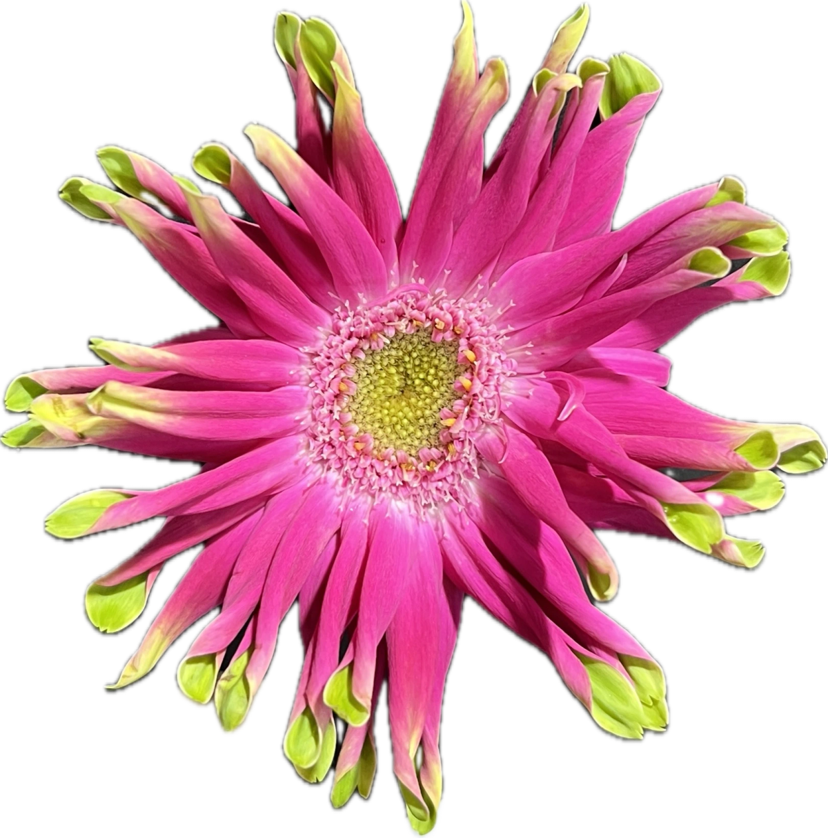 Germini Milazzo 10 tallos — Floresfrescasonline