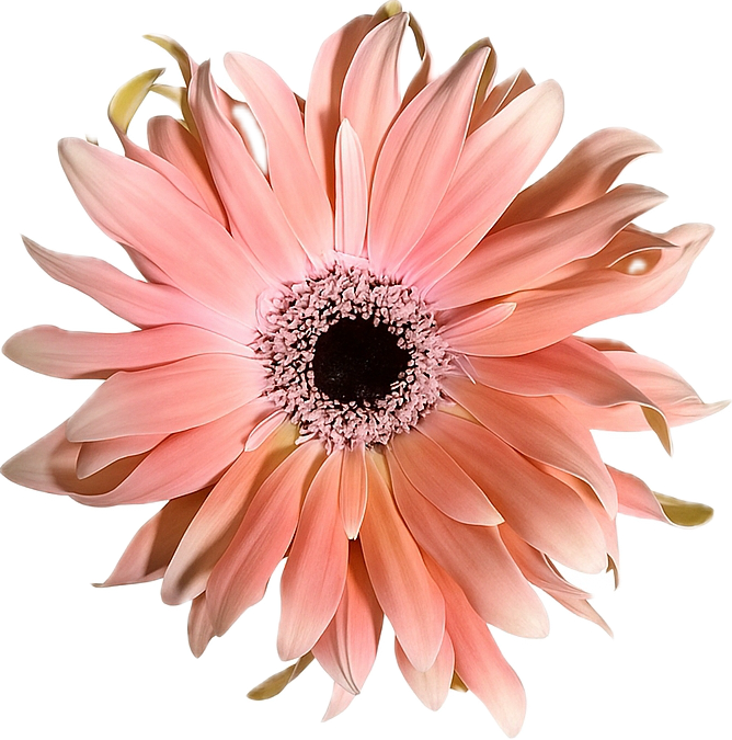 Germini Pesaro 10 tallos — Floresfrescasonline