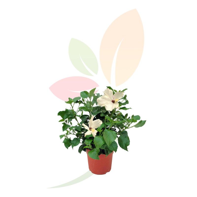 Hibiscus Rosa Sinensis Blanco 31706M2Z Floresfrescas ARBUSTIVAS ...