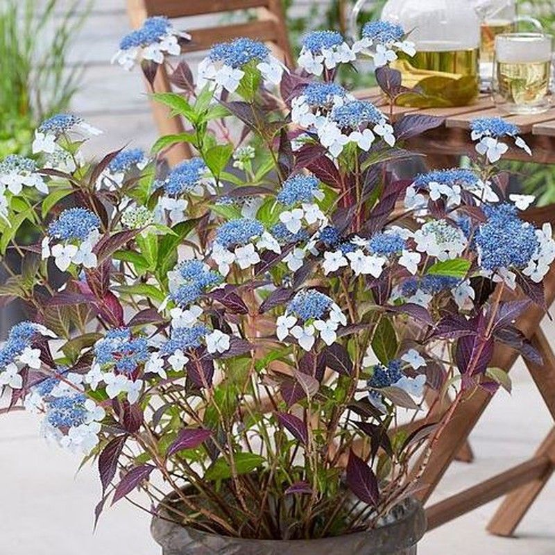 Hydrangea Hortensia Serrata Hydrantea Amacha Colección de Hortensias ...