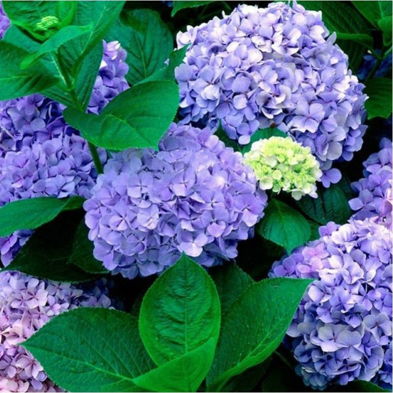 Hortensias Azules Colección de Hortensias — Floresfrescasonline