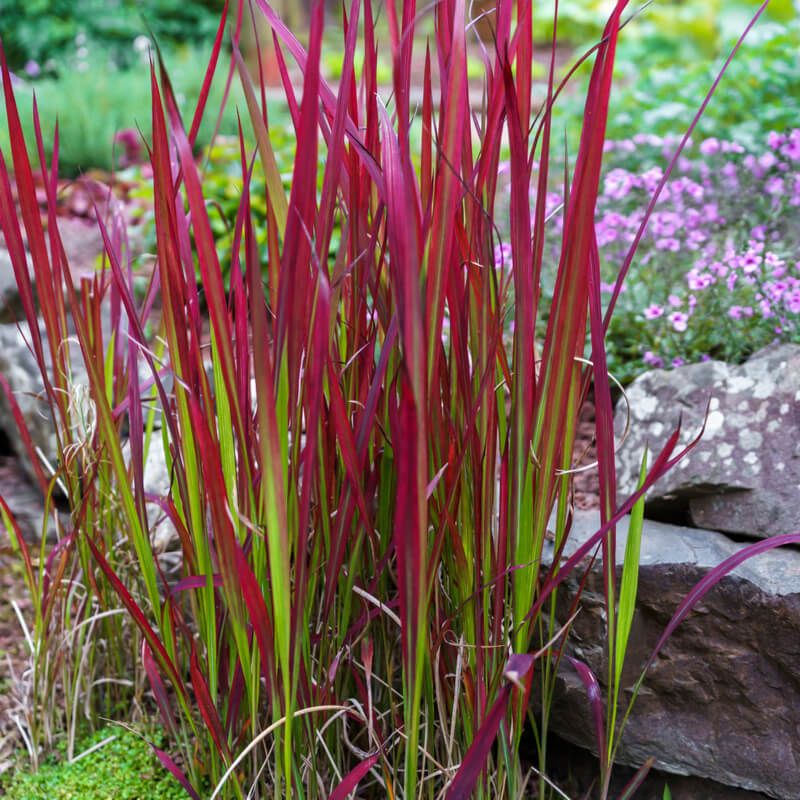 Imperata cylindrica Red Baron | Grama vermelha para bordas e jardins ...