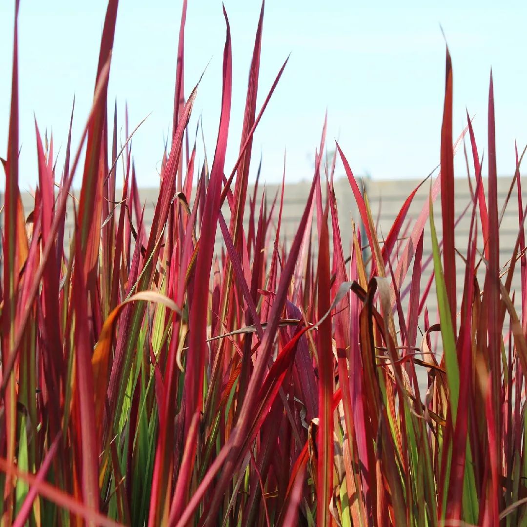 Barao Vermelho Imperata