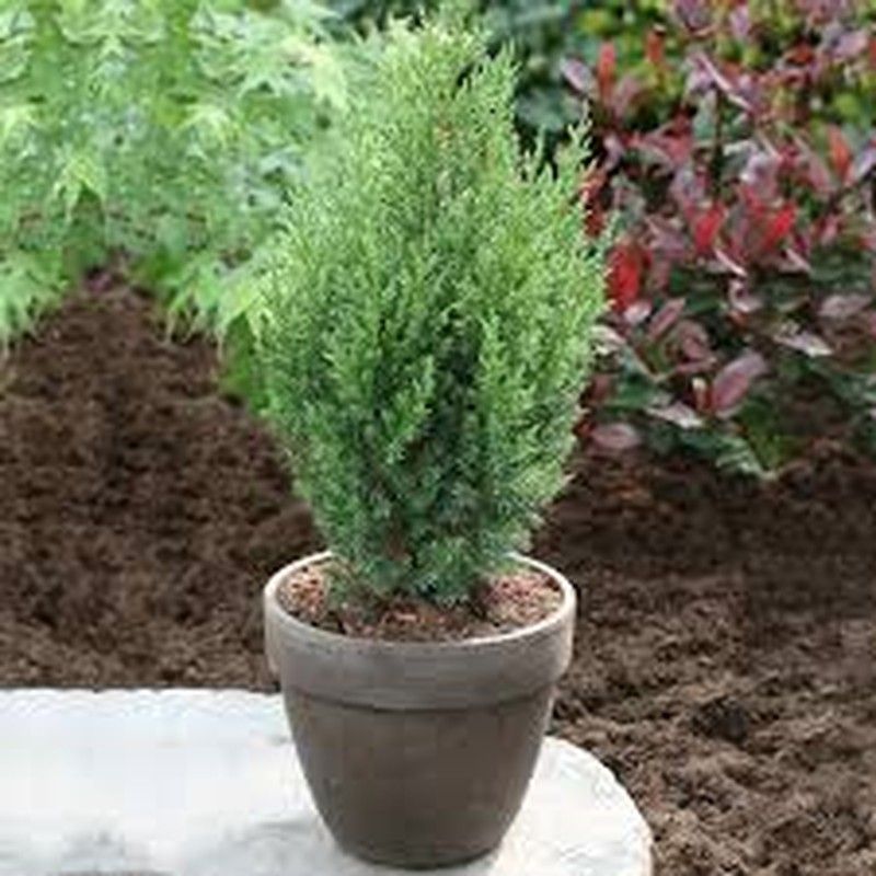 Juniperus chinensis 'Stricta' | Conífera Compacta para Setos y Jardines ...