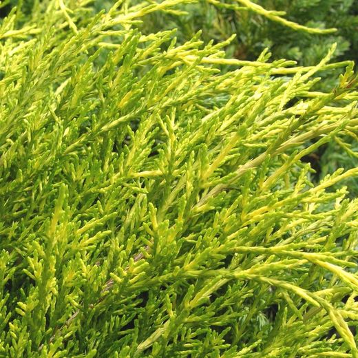 Juniperus Pfitzeriana Old Gold hojas doradas Coníferas ...