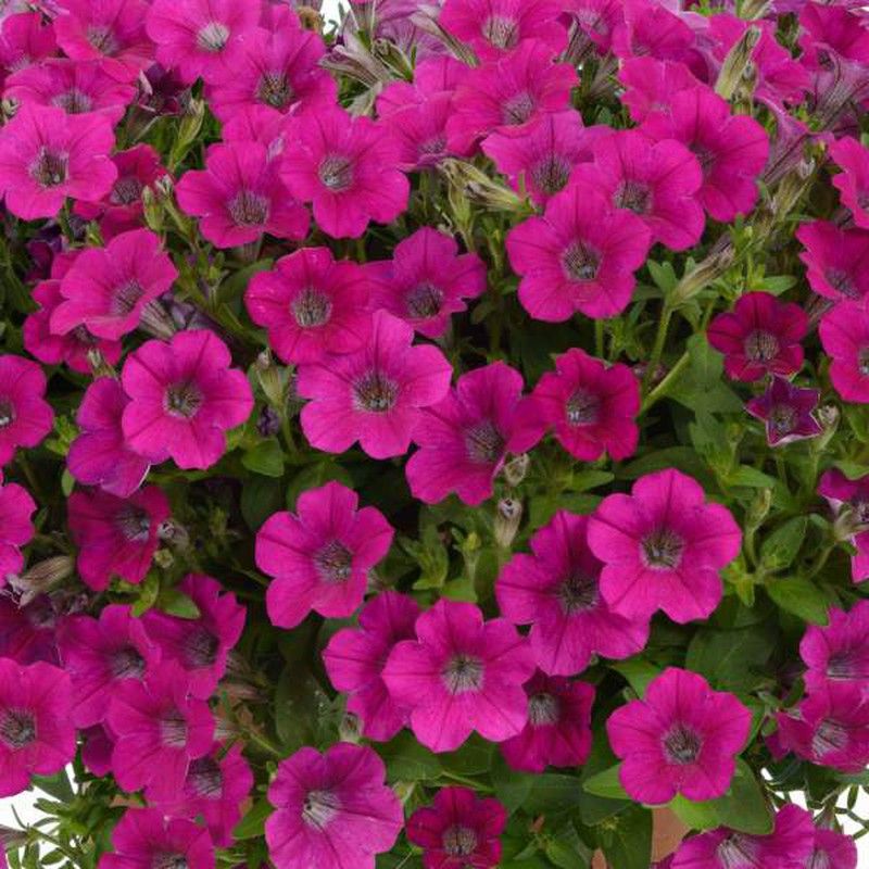 Littletunias — Floresfrescasonline