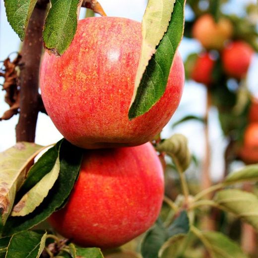 Manzanos Fuji Plantas y Árboles Frutales — Floresfrescasonline