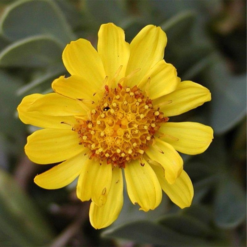 Othonnopsis cheirifolia Hertia cheirifolia planta crasa — Flors Catalunya