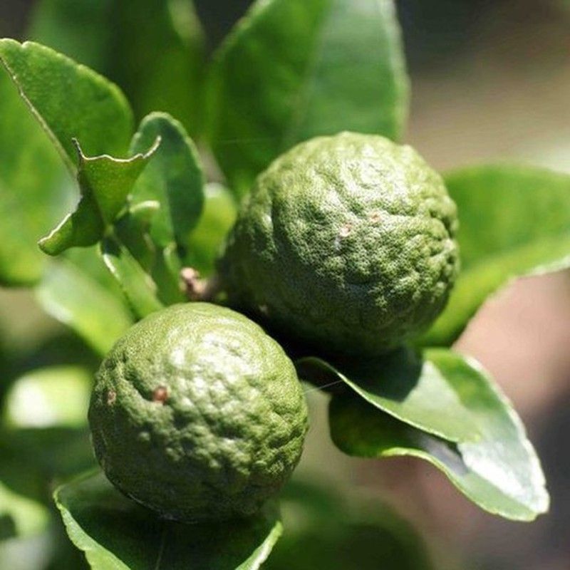 Papeda Ocombawa Mini — Flors Catalunya