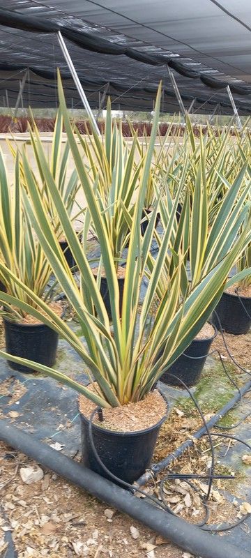 Phormium Tenax Variegata 32902C20Z Flores frescas ARBUSTOS — Flores ...