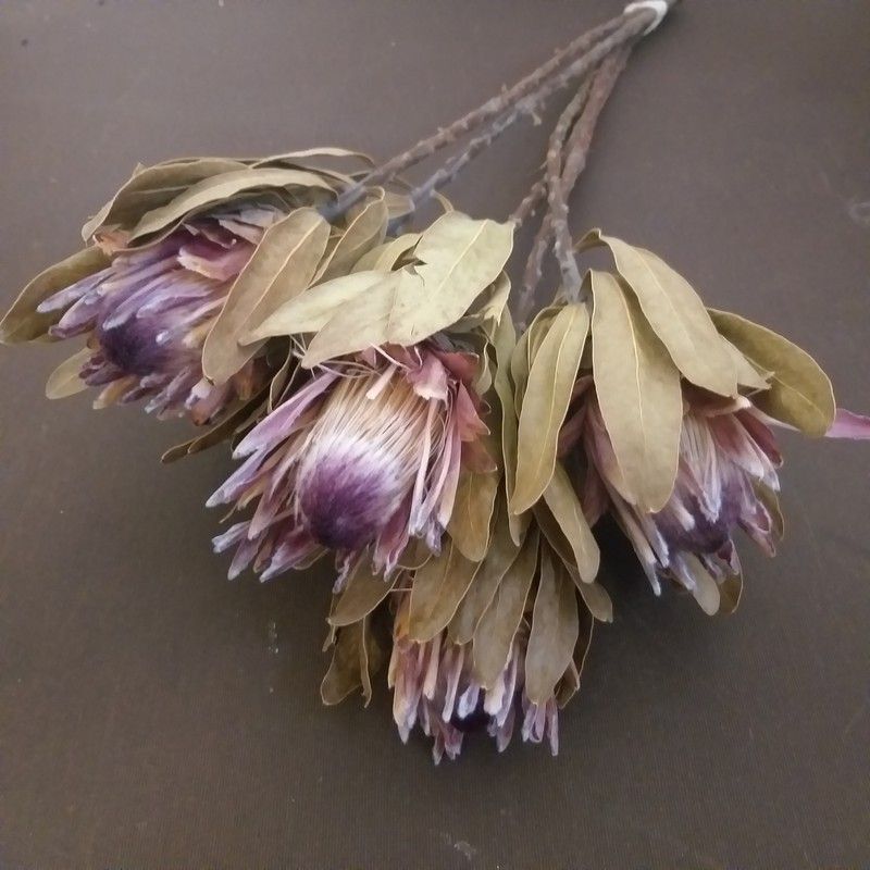 Protea King Seca 5 tallos — Floresfrescasonline