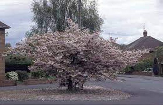 Prunus serrulata ‘Fugenzo’ – Cerezo Japonés de Doble Floración para ...