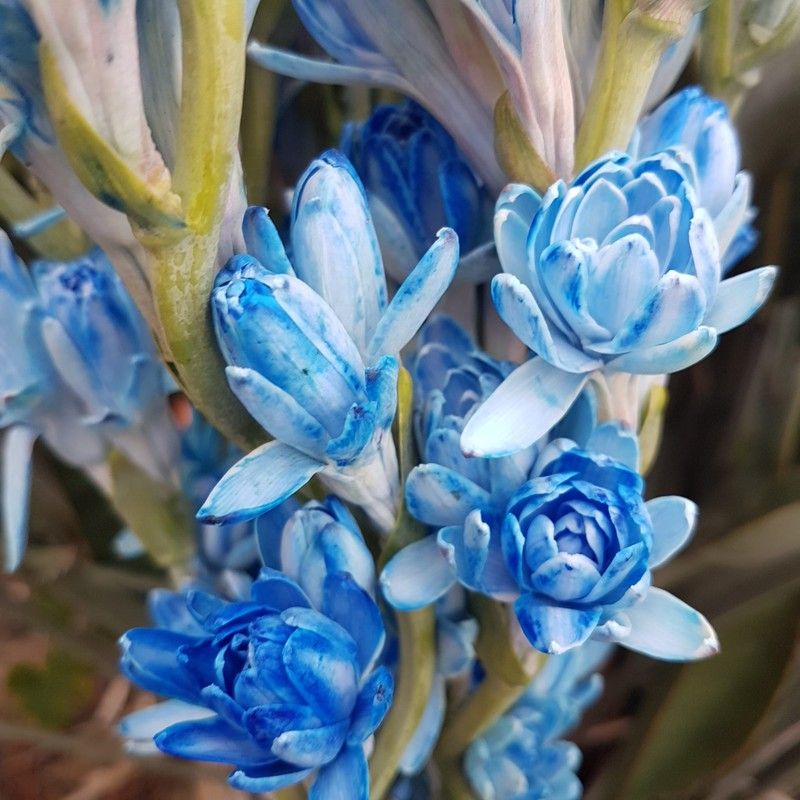 Ramo de Nardos naturales tintados 10 tallos Novedad — Floresfrescasonline