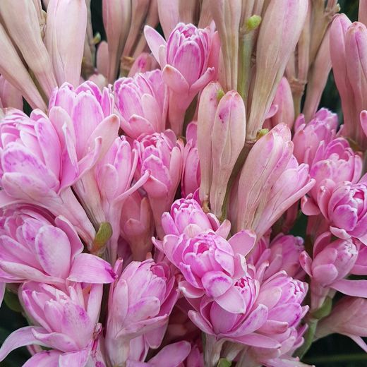 Ramo de Nardos naturales tintados 10 tallos Novedad — Floresfrescasonline