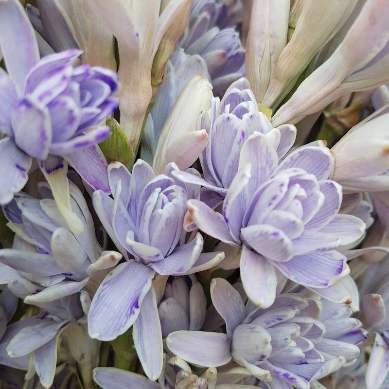 Ram de Nardos naturals tintats 10 tiges Novetat — Flors Catalunya